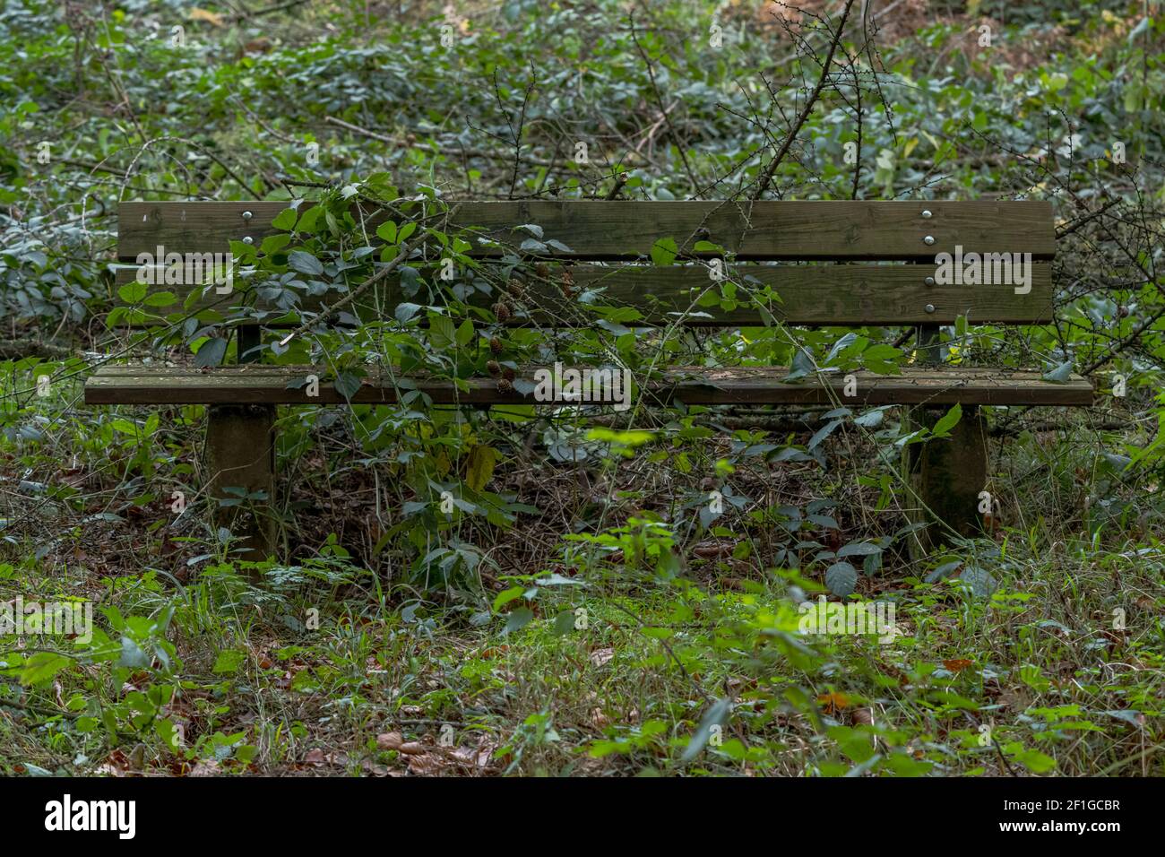 A bench in the forest with trees behind Stock Photo - Alamy