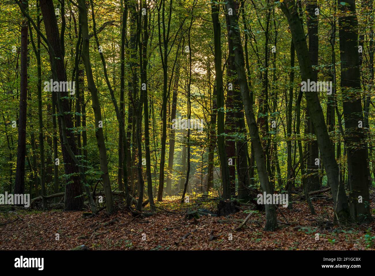 Sunshine in some parts of the forest Stock Photo - Alamy