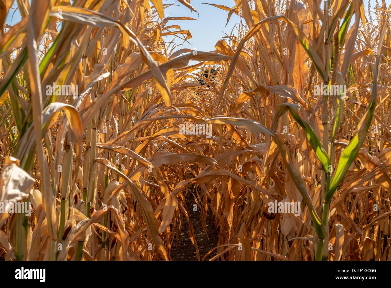 Withered cornfield hi-res stock photography and images - Alamy
