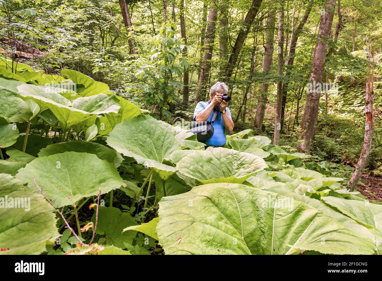 In a picturesque old forest, a tourist photographer captures a unique ...
