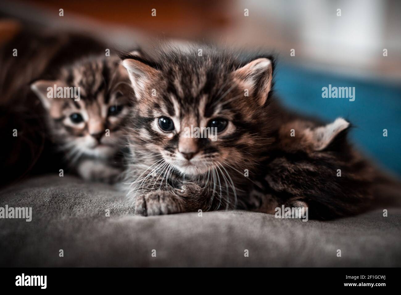 happy ragdoll kittens caught in a snapshot Stock Photo - Alamy