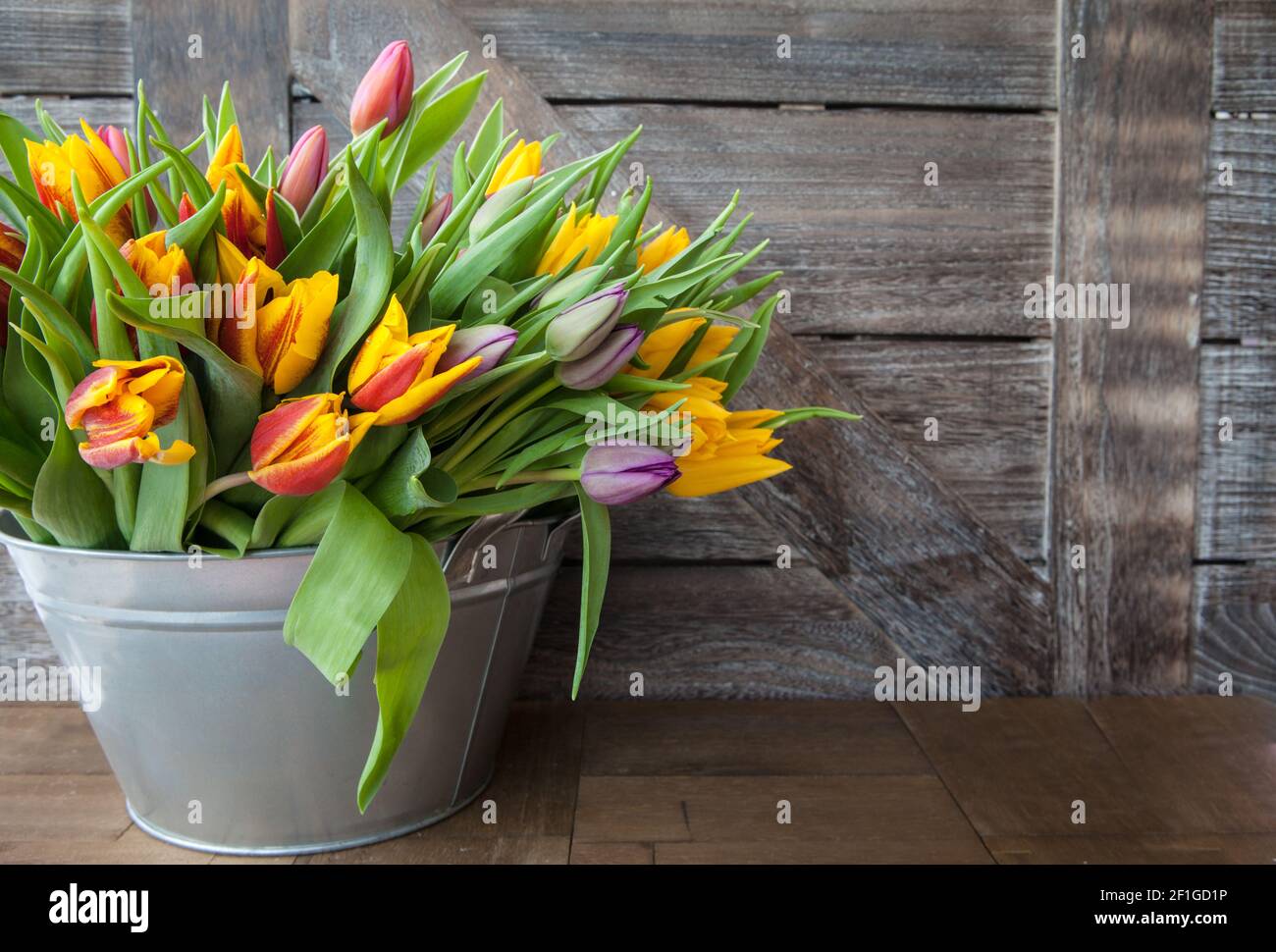 Bucket with colorful tulips Stock Photo - Alamy