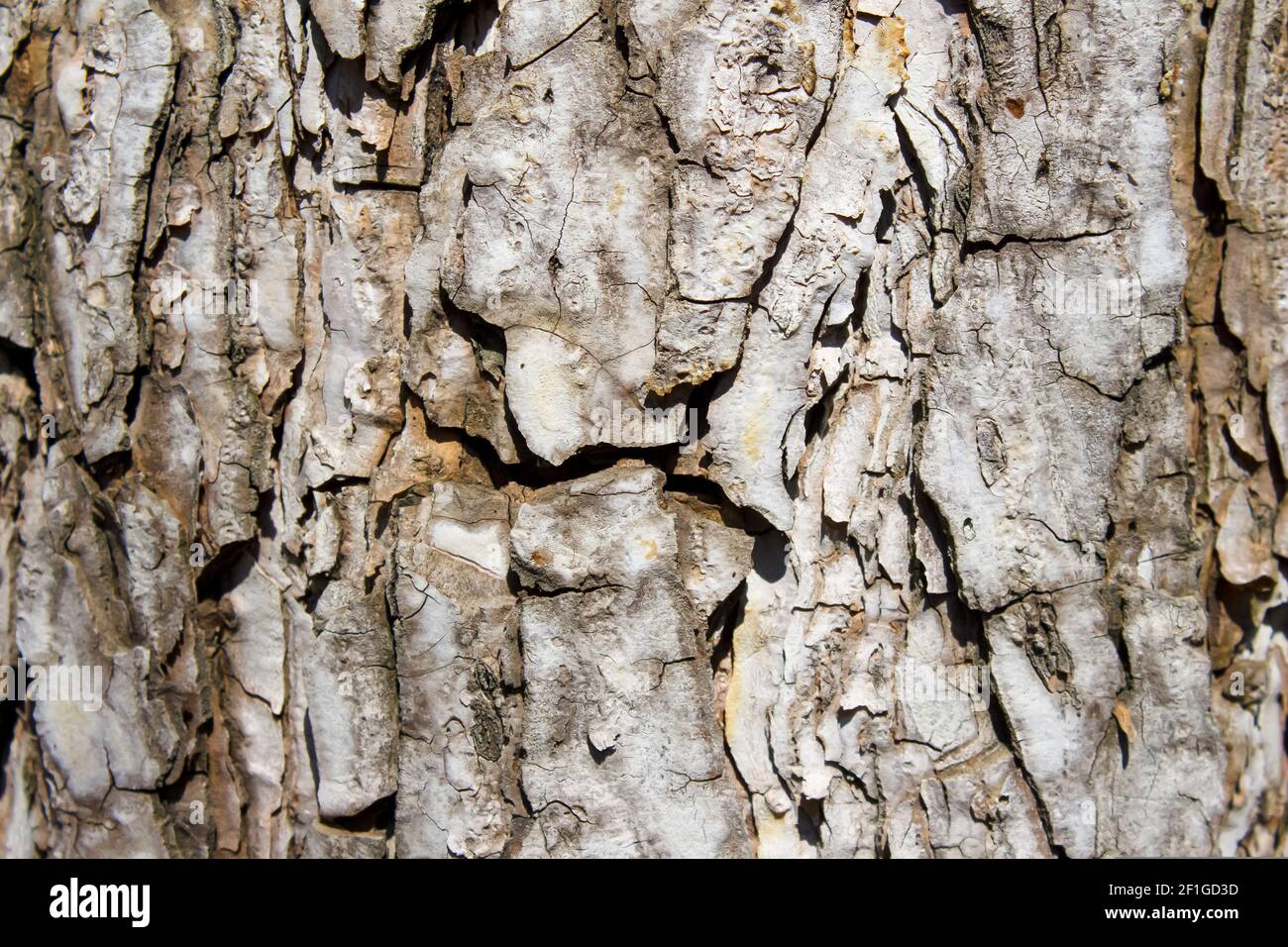 Tree trunk texture background wallpaper Stock Photo - Alamy