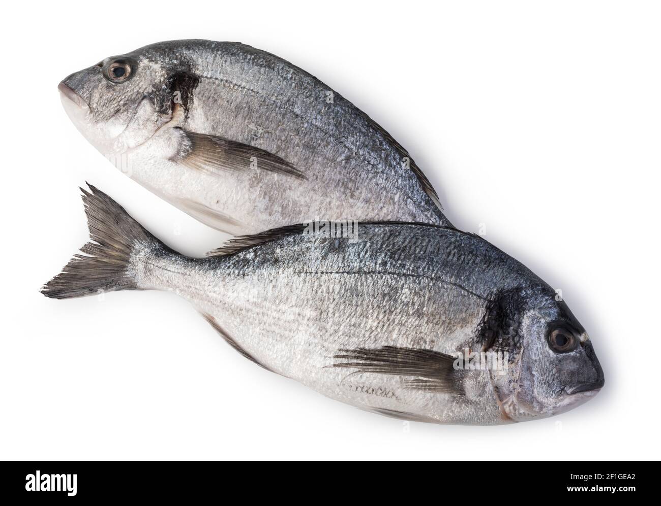 Raw fresh uncooked dorada Cut Out Stock Images & Pictures - Alamy