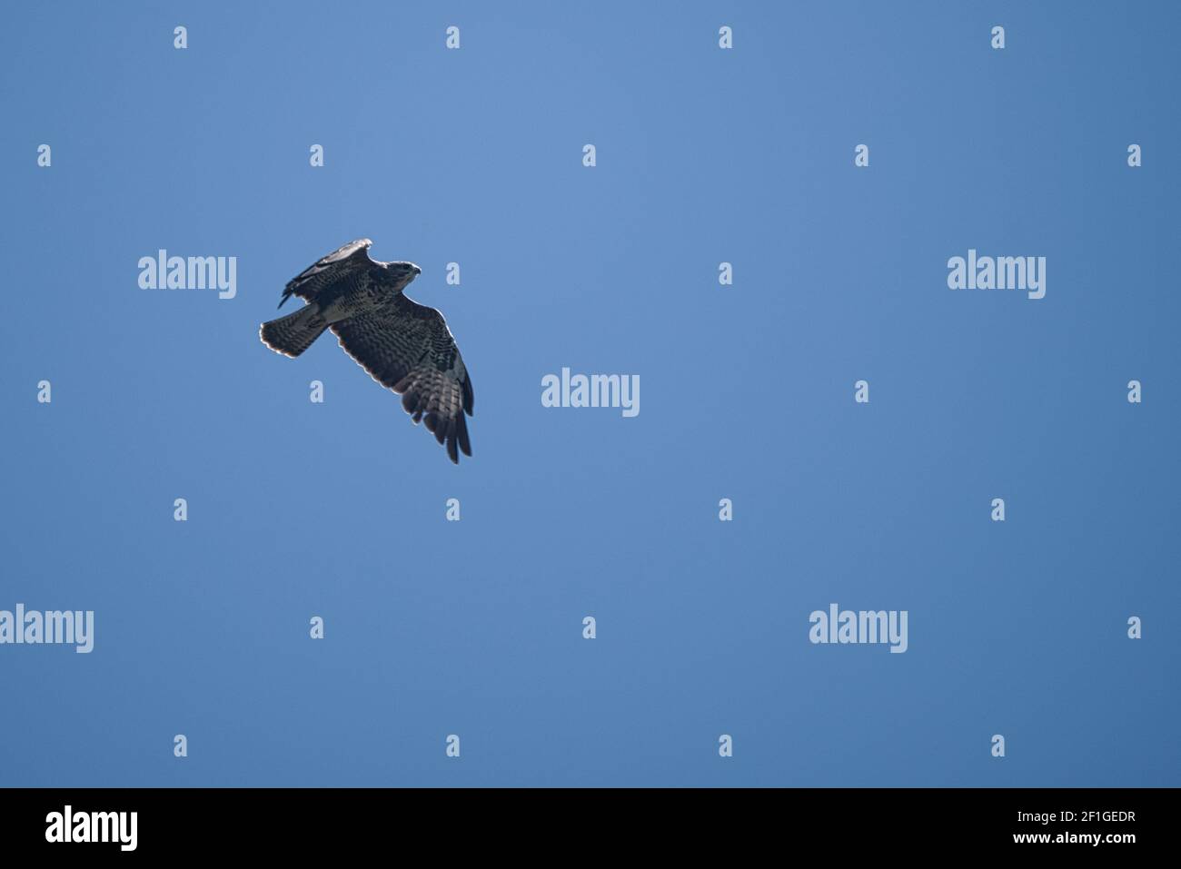 Buzzard on the hunt, flying over the field in search of prey Stock ...