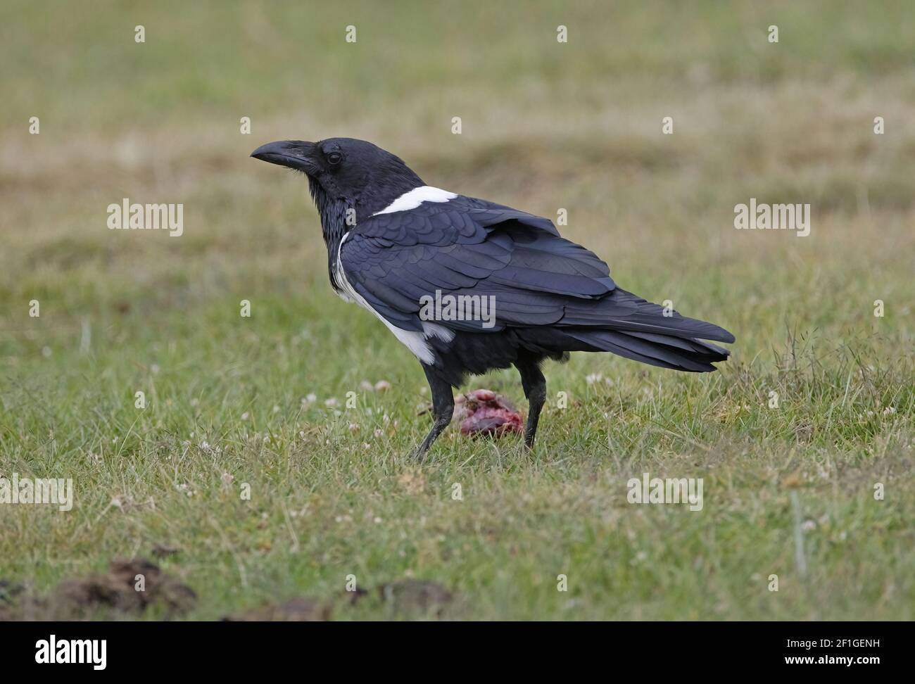 Pied Crow (Corvus albus) adult standing on grass with remains of dead ...