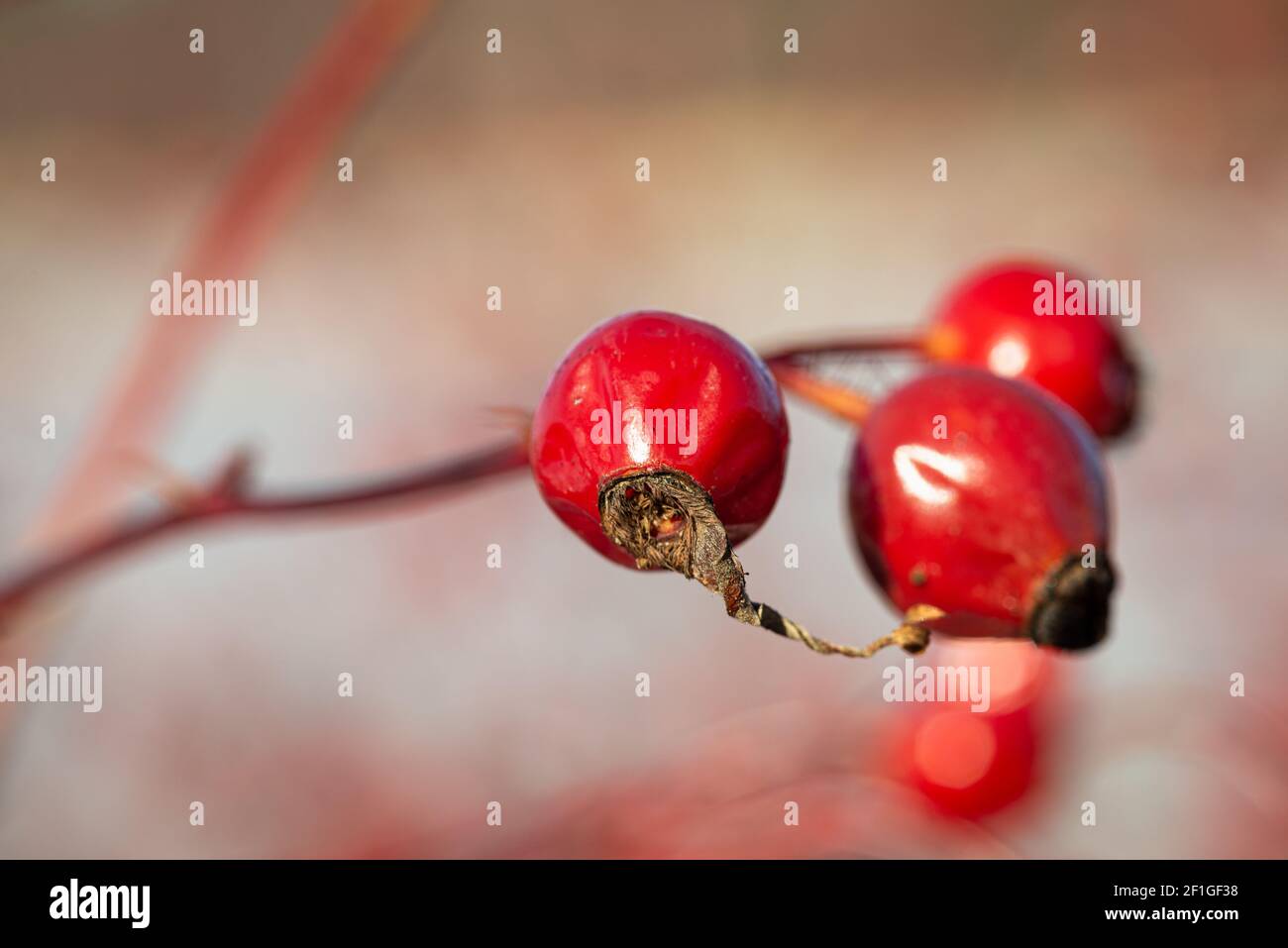 Fresh red wild rose berries on the bush in spring. Fruits with a high ...