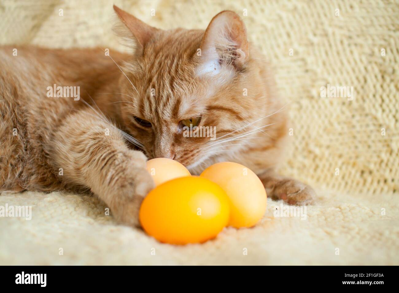 funny fat ginger cat holding orange painted eggs for easter Stock Photo ...