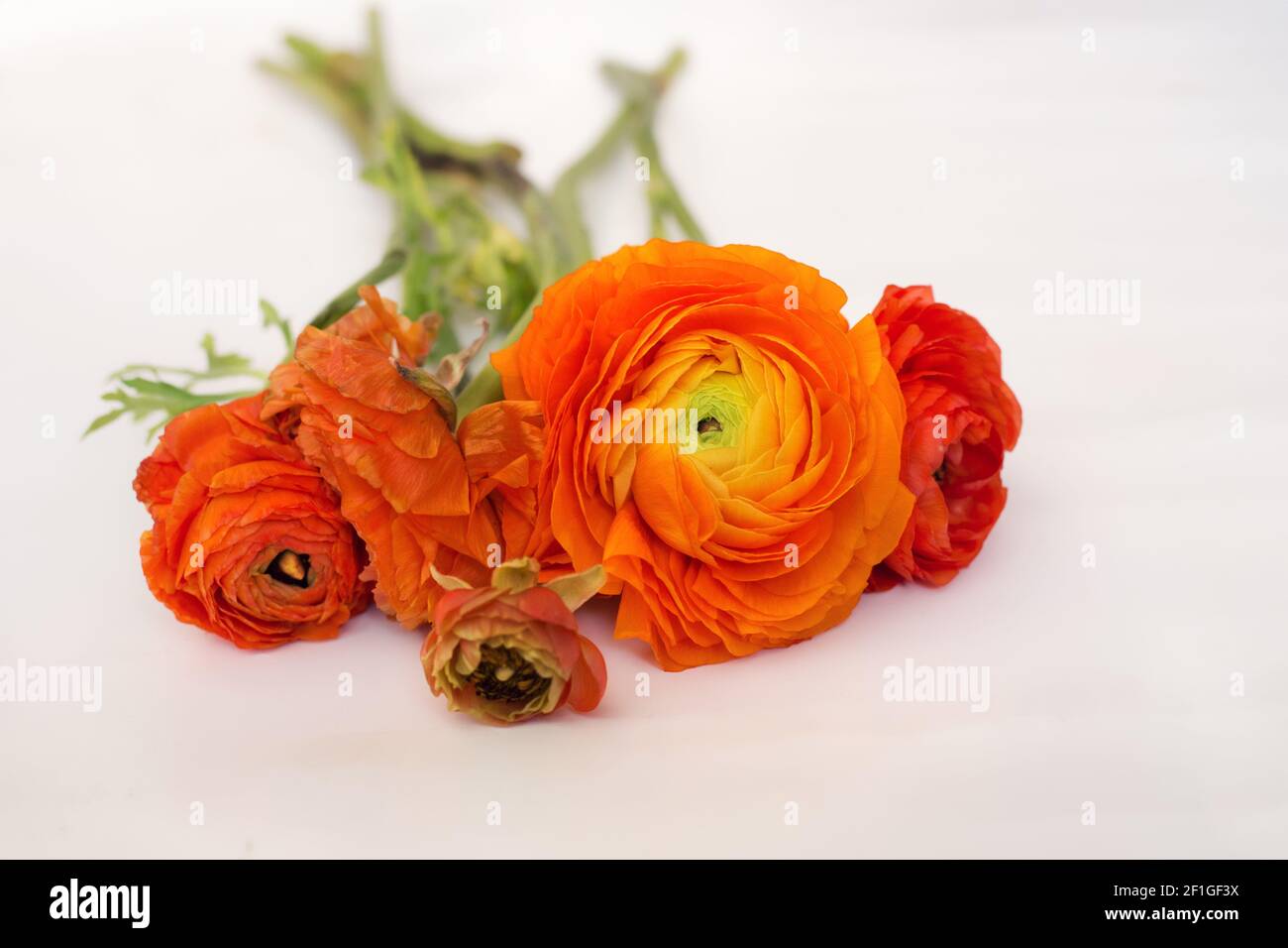 Orange and yellow ranunculus flowers on white background Stock Photo ...