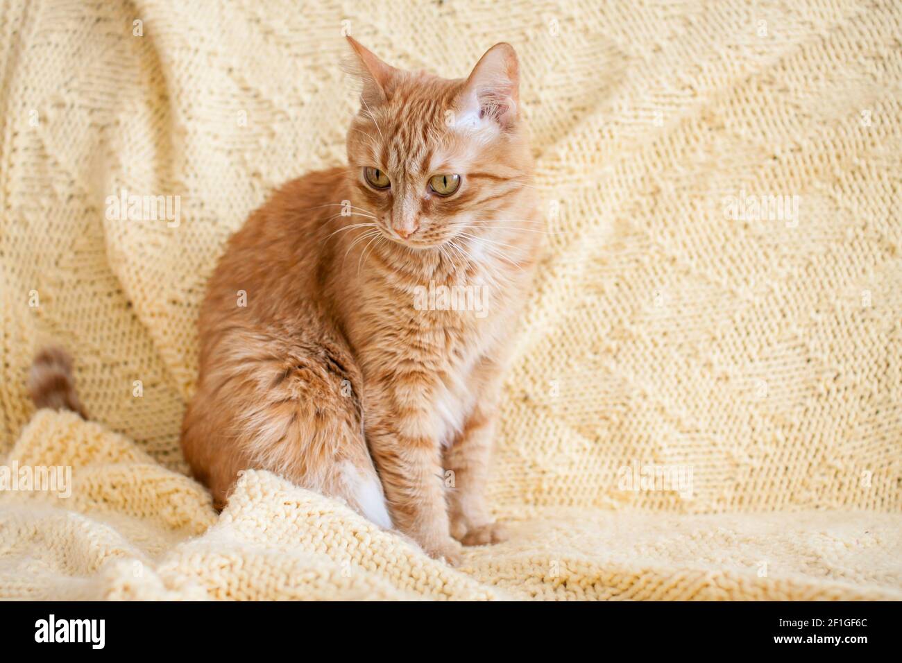 Funny fat ginger cat on a light yellow plaid Stock Photo - Alamy