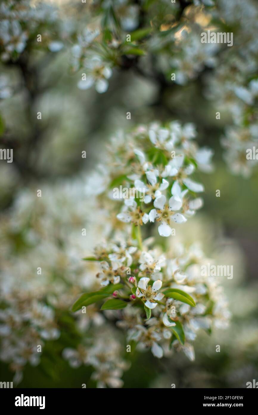 Cleveland pear tree hi-res stock photography and images - Alamy