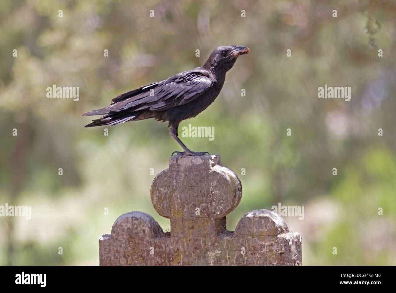 Fan-tailed Raven (Corvus rhipidurus) adult perched on grave stone with ...