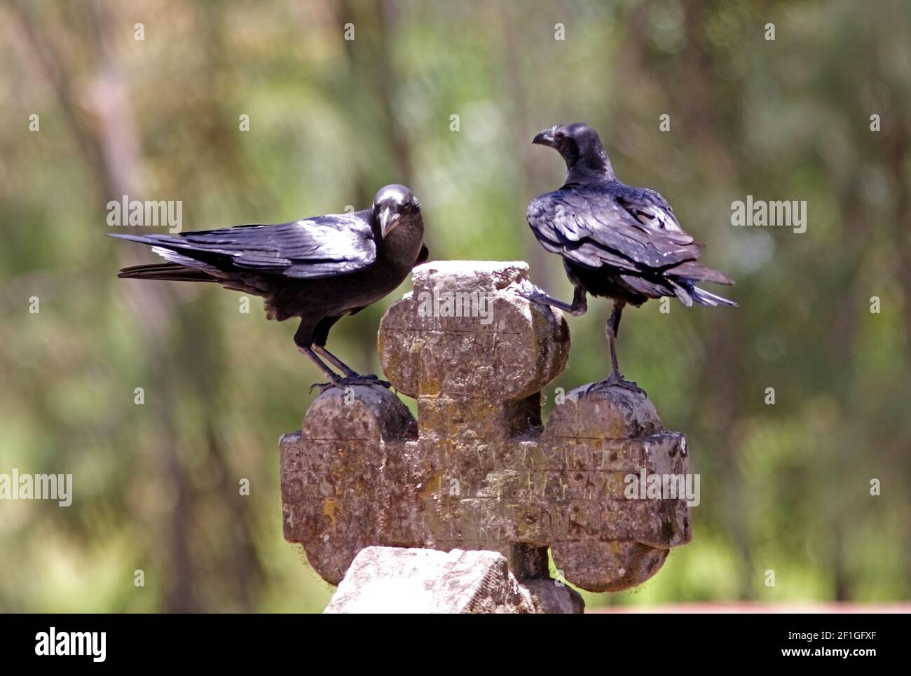 Fan-tailed Raven (Corvus rhipidurus) pair on grave stone Debre Libanos ...