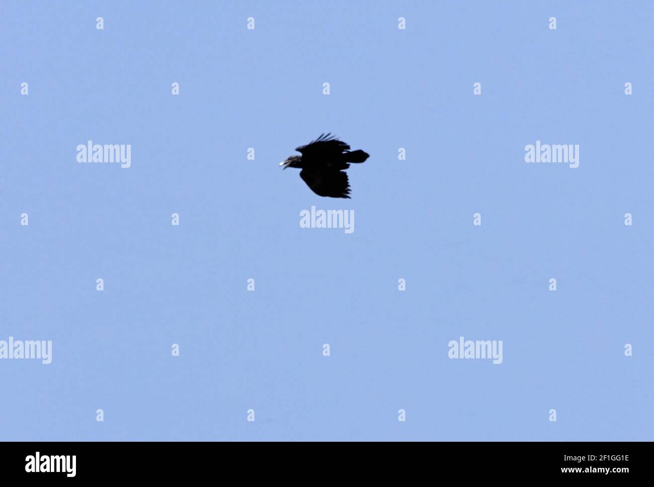 Fan-tailed Raven (Corvus rhipidurus) adult in flight calling Debre ...