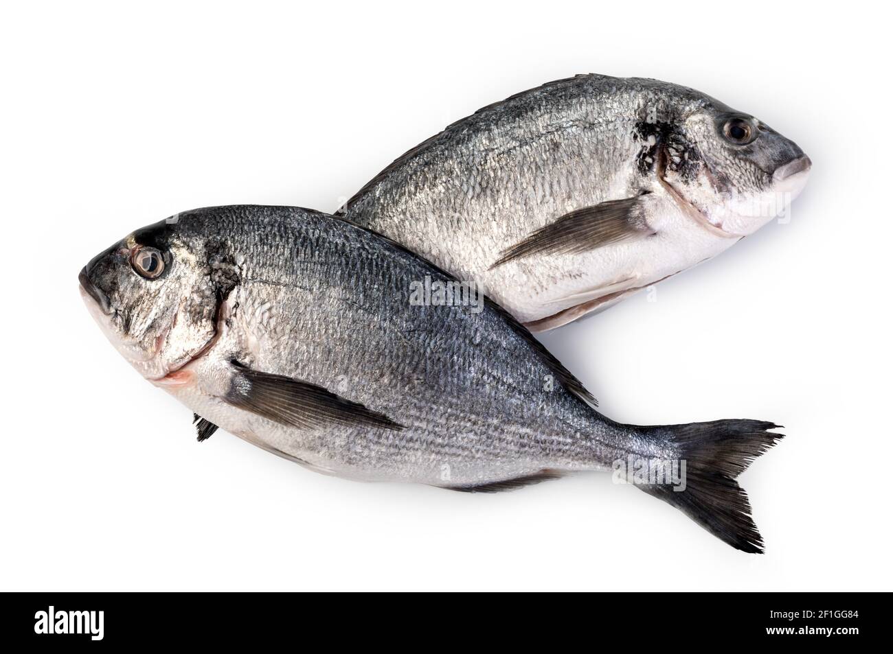Raw fresh uncooked dorada Cut Out Stock Images & Pictures - Alamy