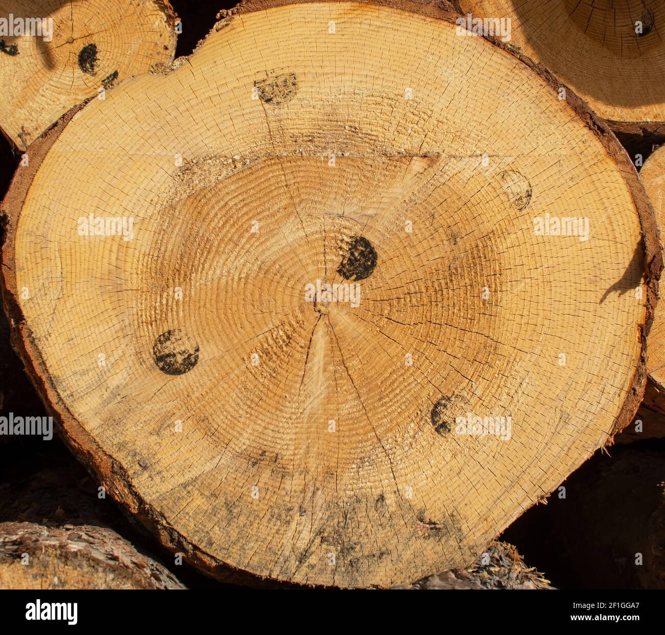 Wooden cut log hi-res stock photography and images - Alamy