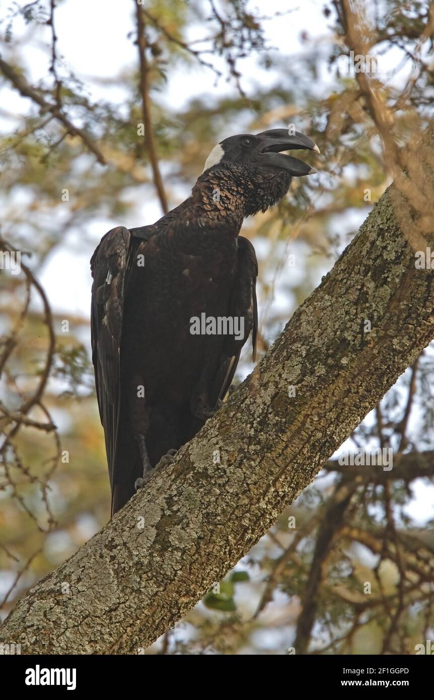 Thick-billed Raven (Corvus crassirostris) adult perched in tree calling ...