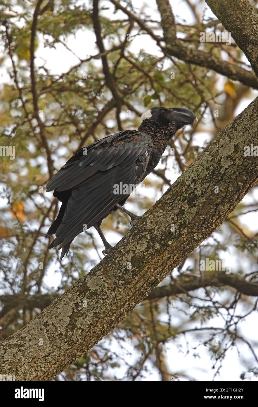 Thick billed raven hi-res stock photography and images - Alamy