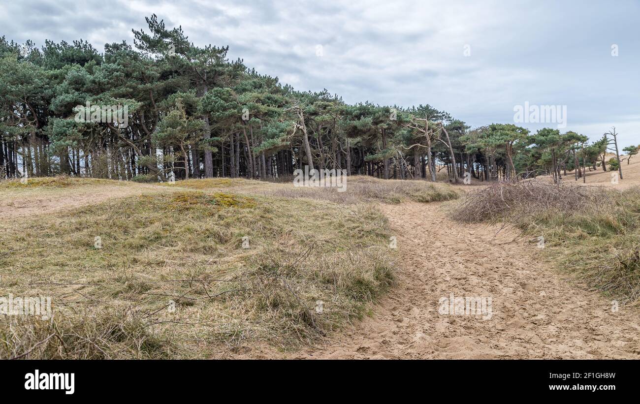 An HDR image of the small area of pine trees next to the sand dunes ...