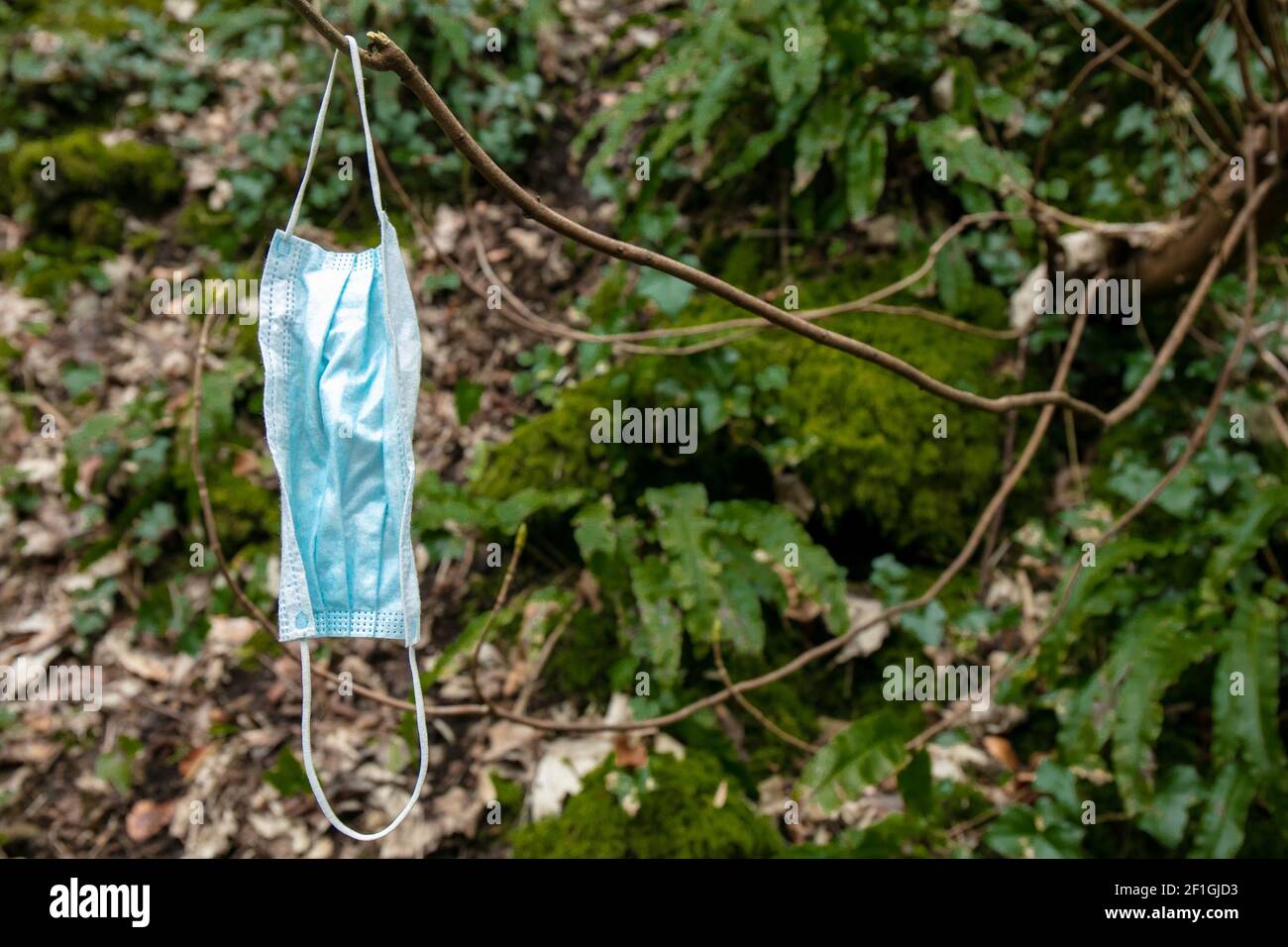 Surgical blue Protective face mask abandoned in the forest. Hanged on a ...