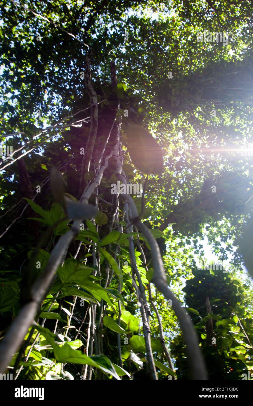 Aerial landscape scene overgrown vegetation hi-res stock photography ...
