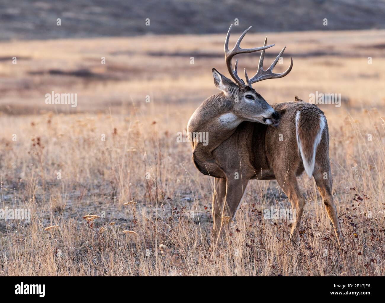 Deer; Whitetail Deer; Wildlife; Mammals; Montana Stock Photo - Alamy