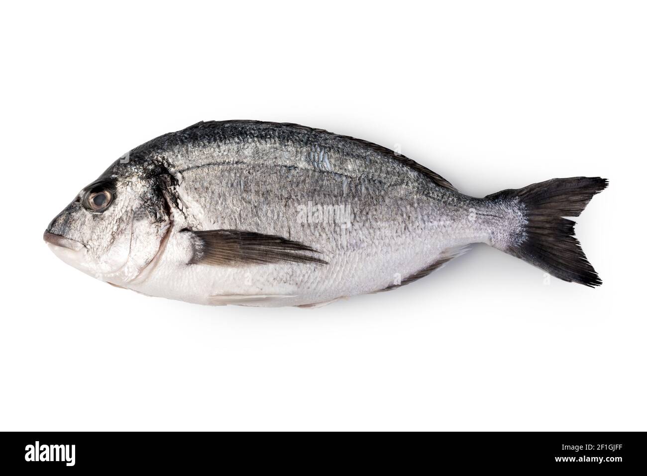 Dorada fish Cut Out Stock Images & Pictures - Alamy