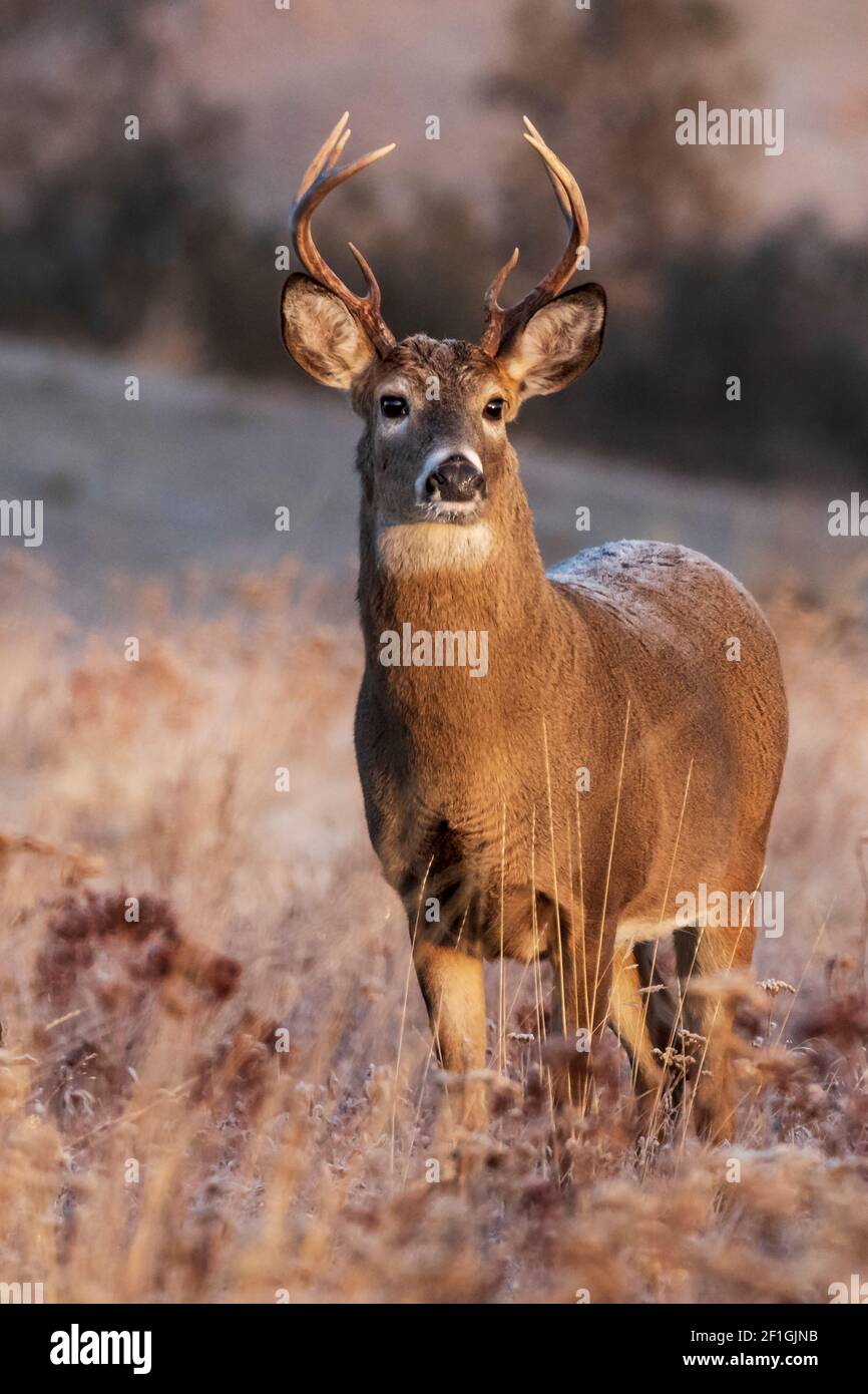 Deer; Whitetail Deer; Wildlife; Mammals; Montana Stock Photo - Alamy