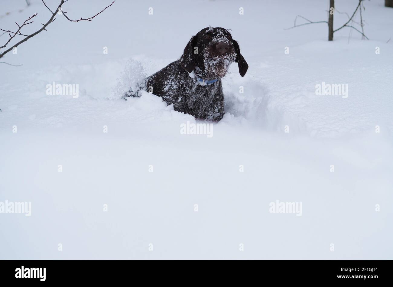 Hunting dog in the field in winter. German wire hair on a winter hunt ...