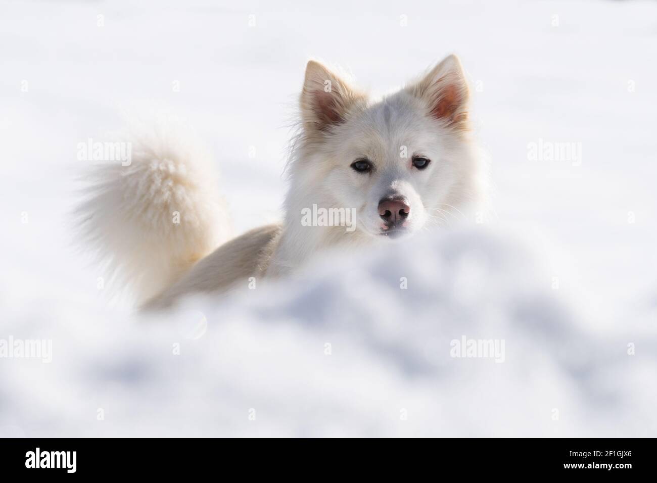 Icelandic dogs hi-res stock photography and images - Alamy