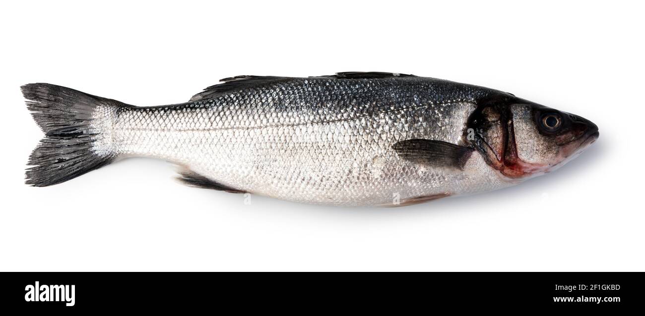 Seabass Cut Out Stock Images & Pictures - Alamy
