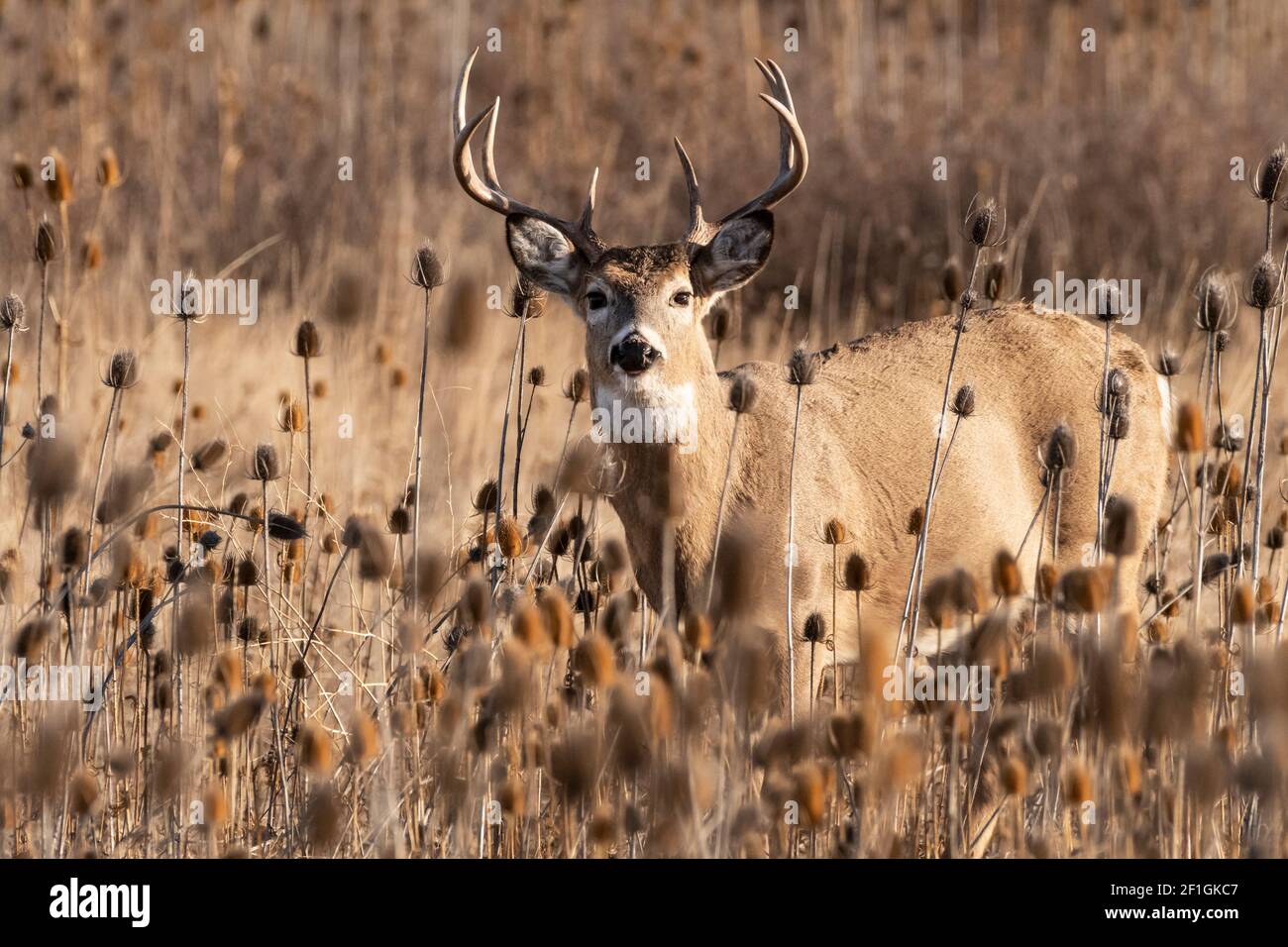 Deer; Whitetail Deer; Wildlife; Mammals; Montana Stock Photo - Alamy