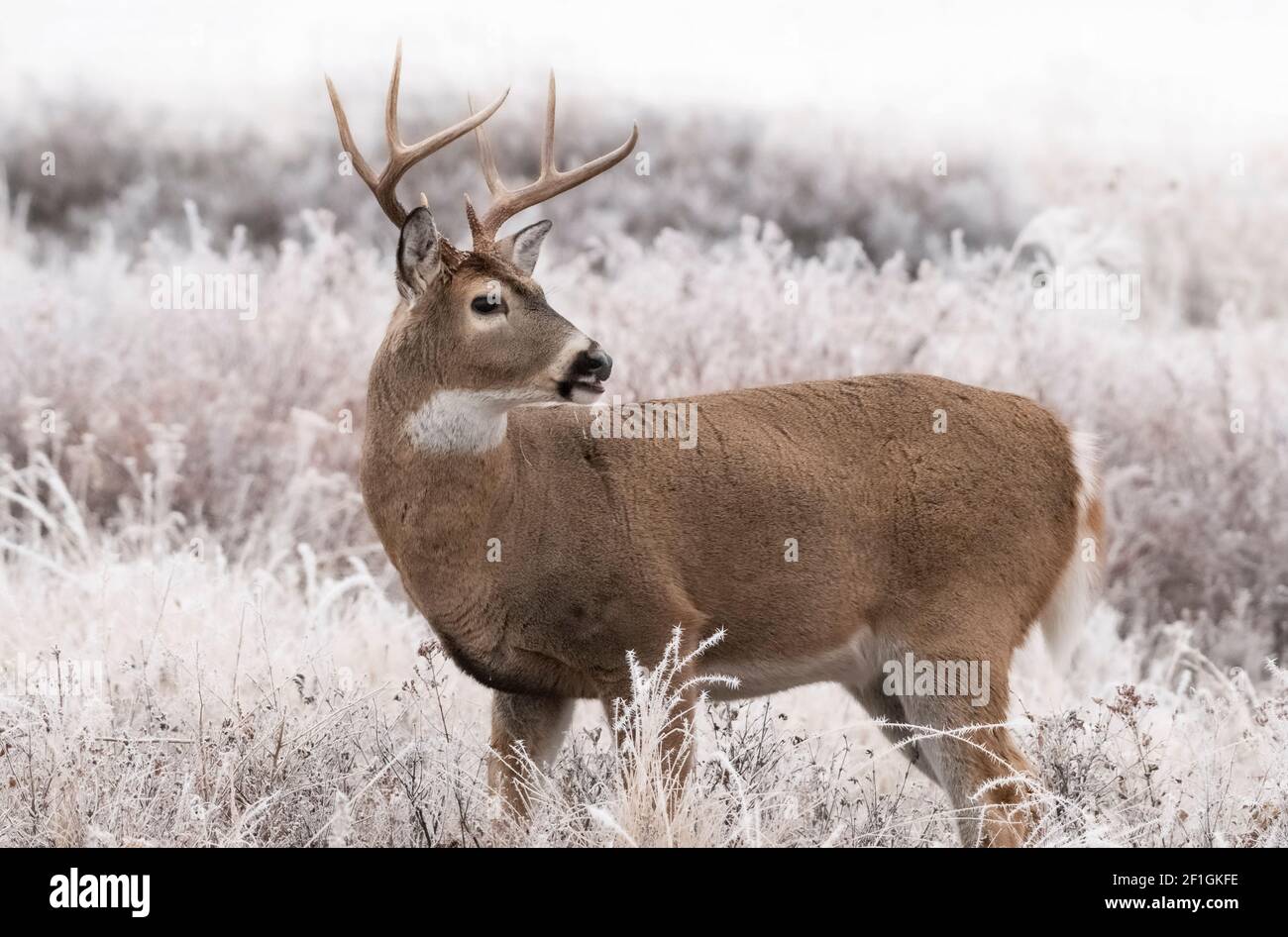 Deer; Whitetail Deer; Wildlife; Mammals; Montana Stock Photo - Alamy