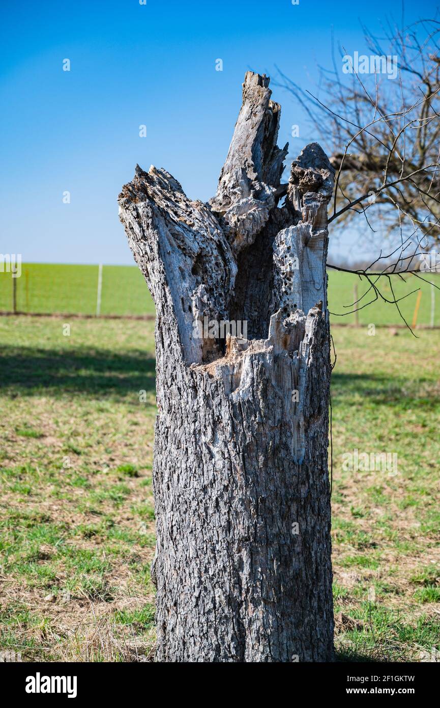 A vertical shot of a cut half tree in the green field Stock Photo - Alamy