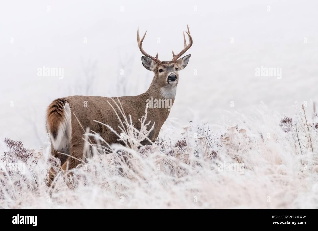 Deer; Whitetail Deer; Wildlife; Mammals; Montana Stock Photo - Alamy