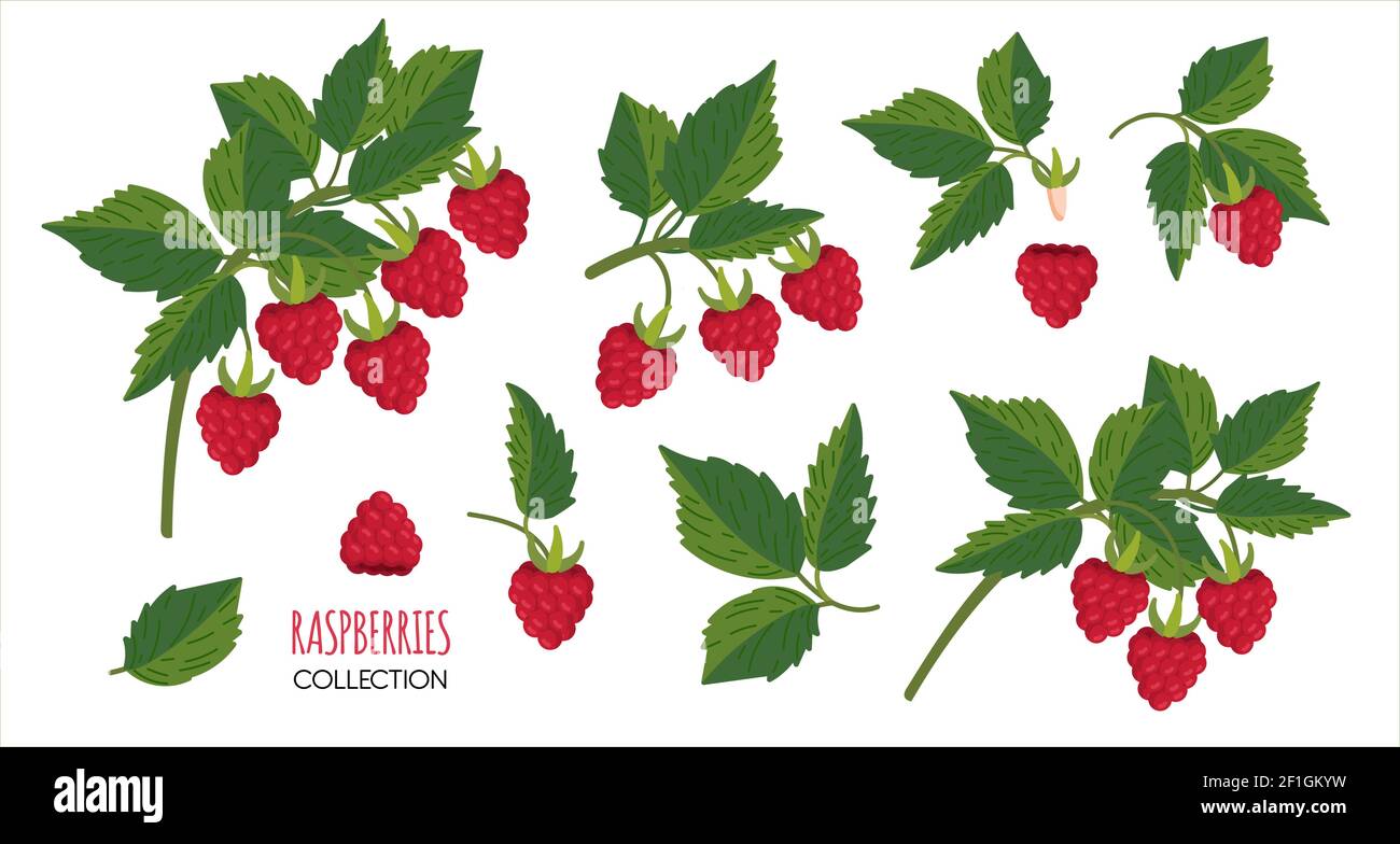 Raspberry plant twig. Sprig of raspberries set with berry and leafs ...