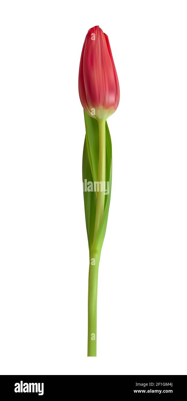 Realistic 3D Tulip Flower Isolated on White Background. Vector ...