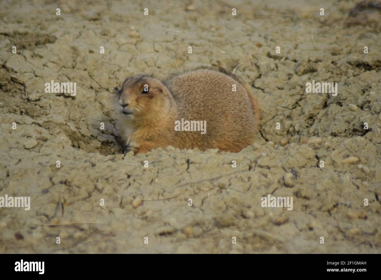 Prairie dog holes hi-res stock photography and images - Alamy