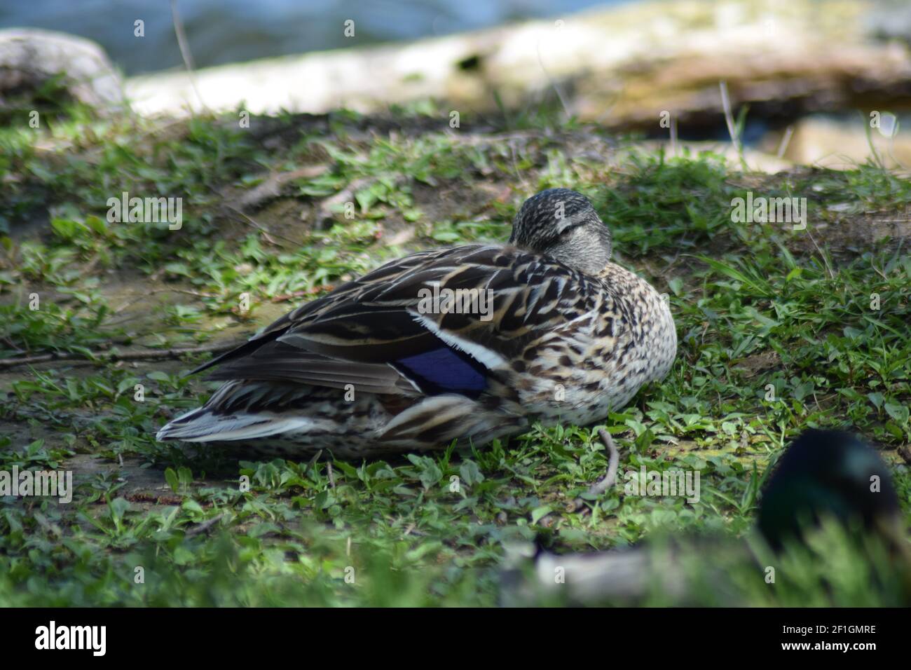 Resting Duck High Resolution Stock Photography and Images - Alamy