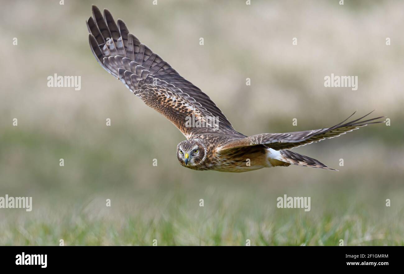 Female northern harrier hi-res stock photography and images - Alamy