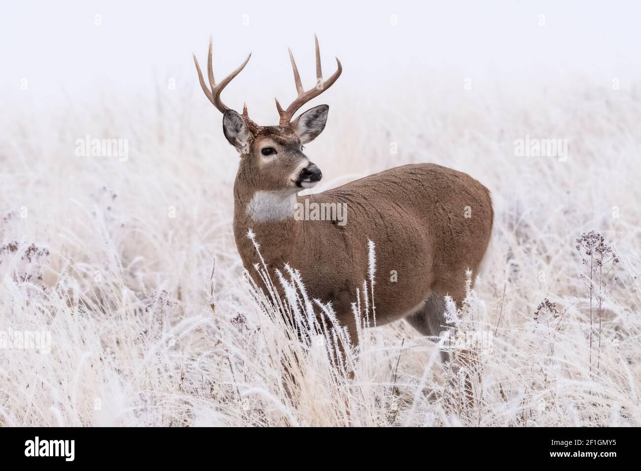 Deer; Whitetail Deer; Wildlife; Mammals; Montana Stock Photo - Alamy