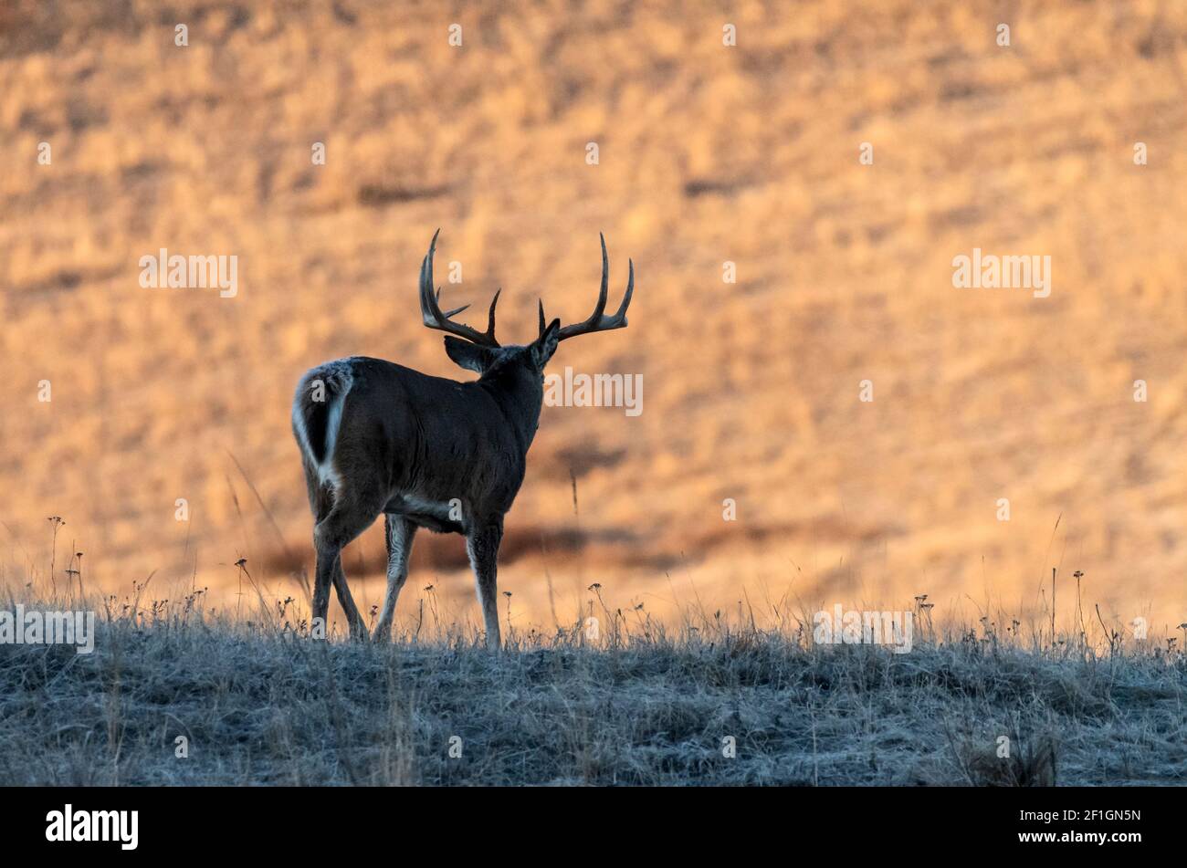 Deer; Whitetail Deer; Wildlife; Mammals; Montana Stock Photo - Alamy