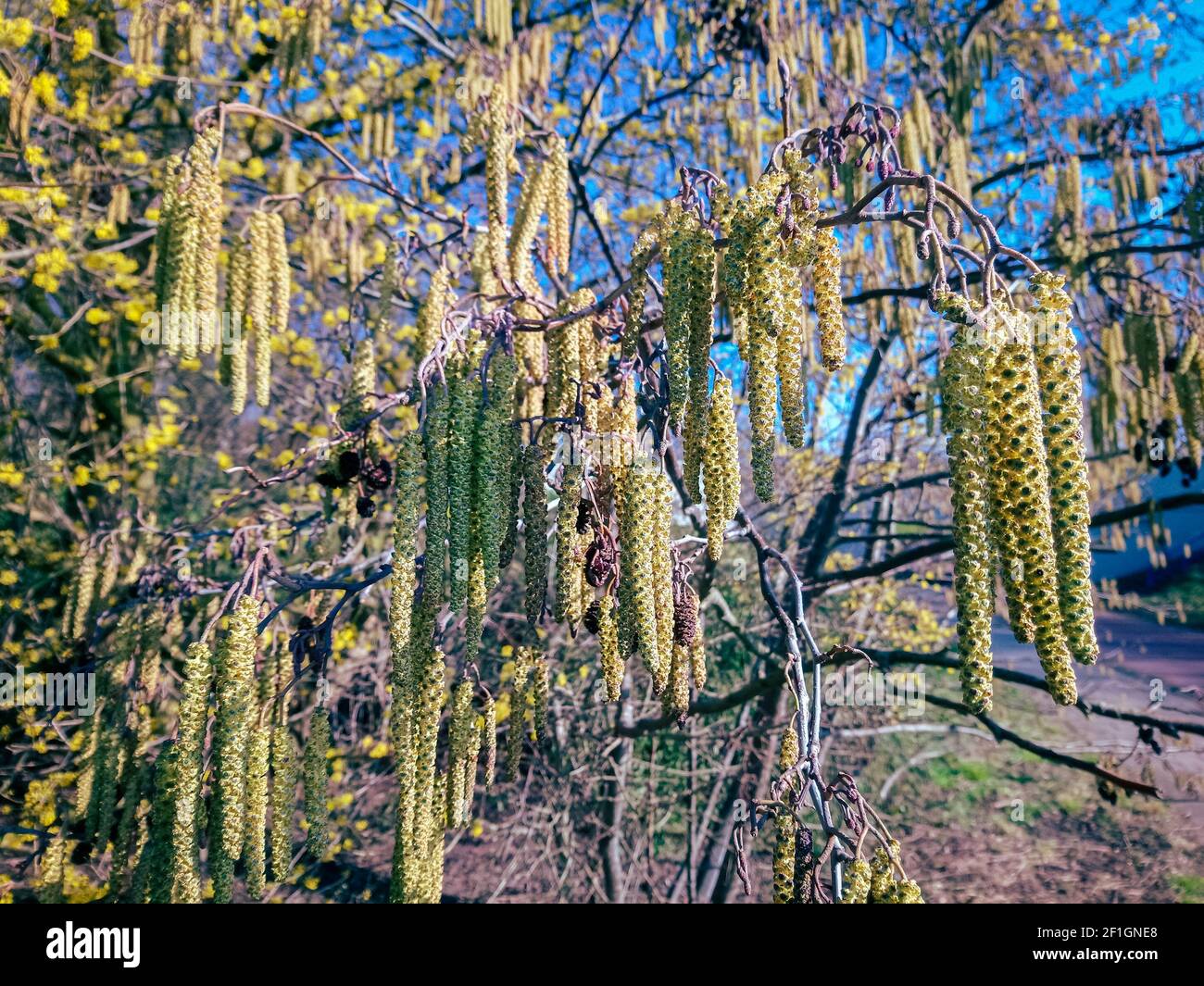 Turkish hazel corylus colurna hi-res stock photography and images - Alamy