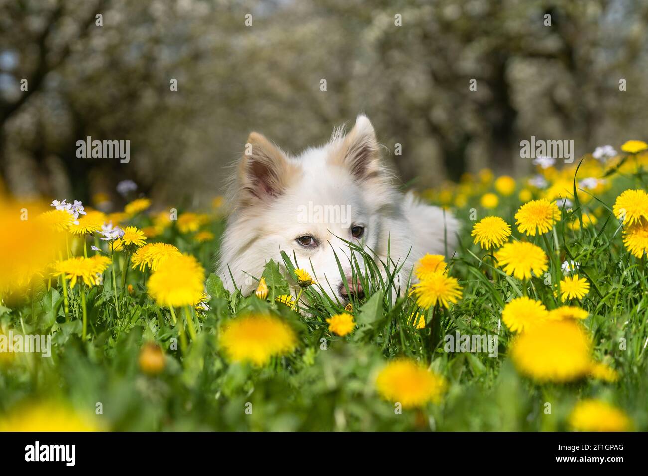 Spring fever (5 Stock Photo - Alamy