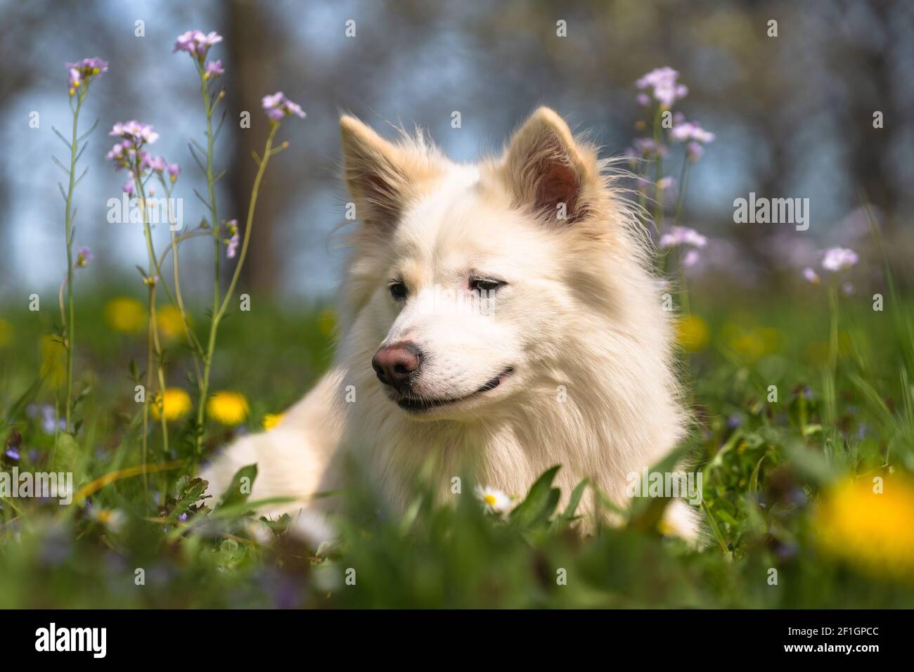 Spring fever (8 Stock Photo - Alamy