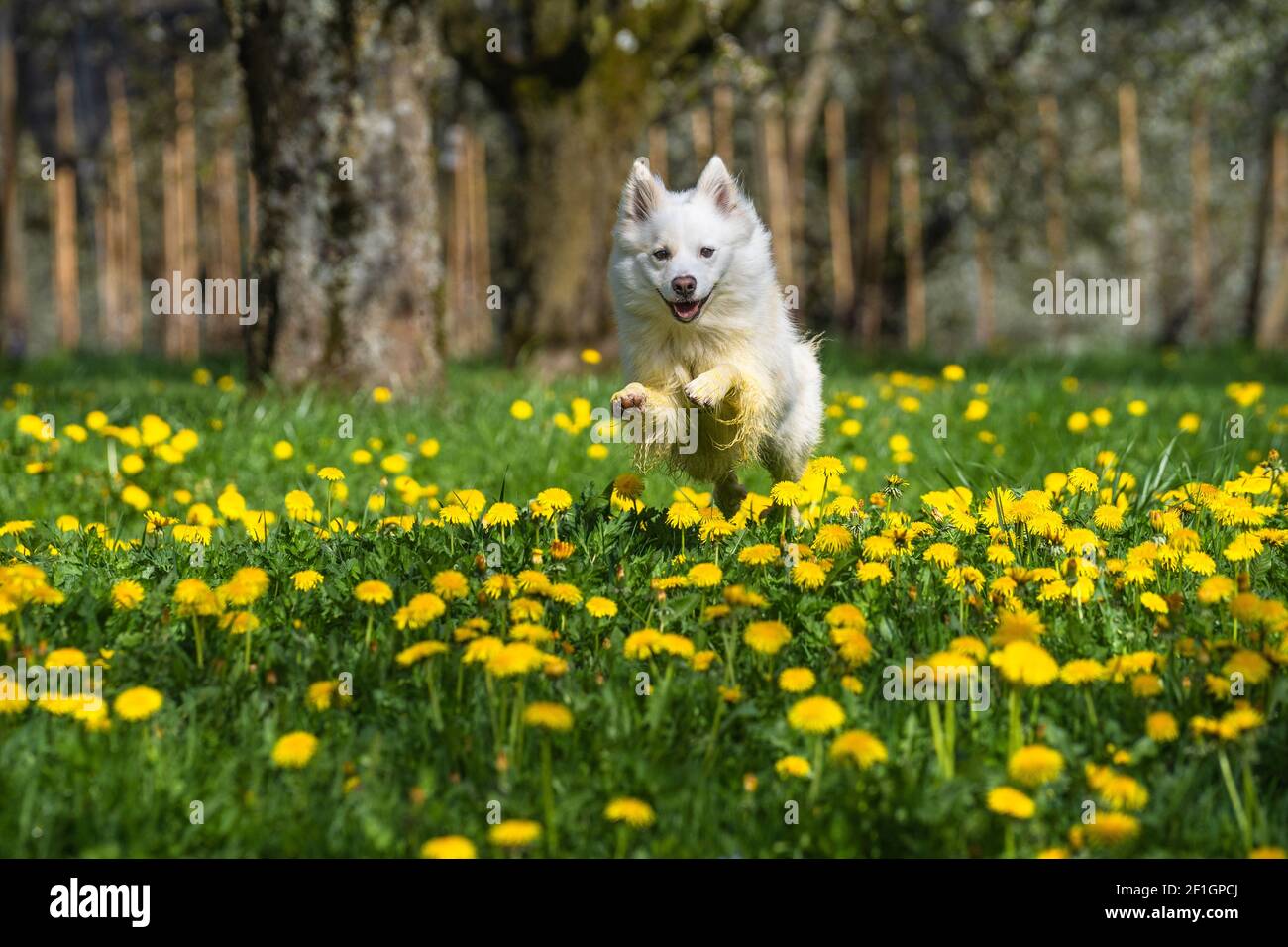 Spring fever (1 Stock Photo - Alamy