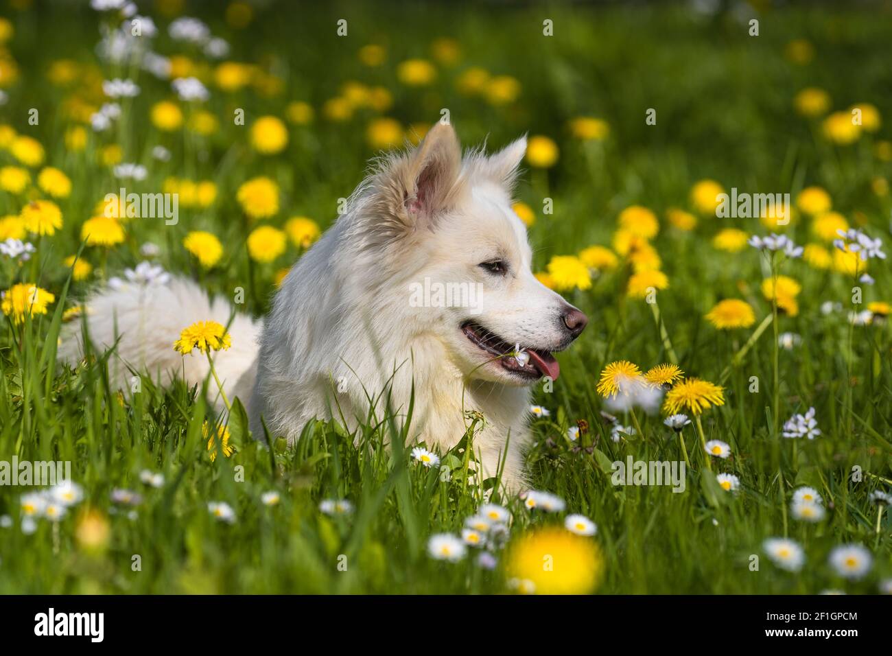 Icelandic dog spring hi-res stock photography and images - Alamy