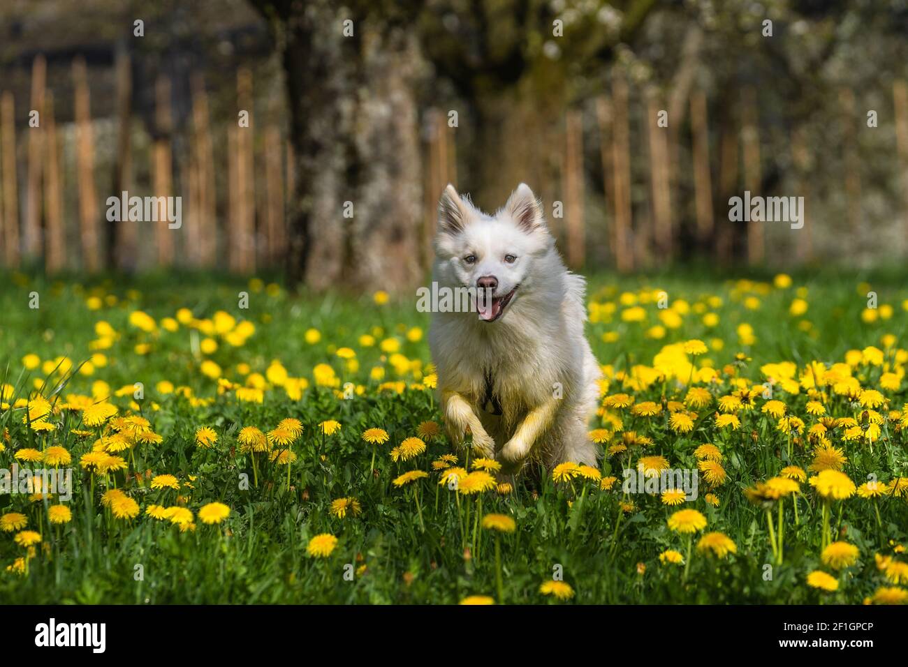 Spring fever (3 Stock Photo - Alamy
