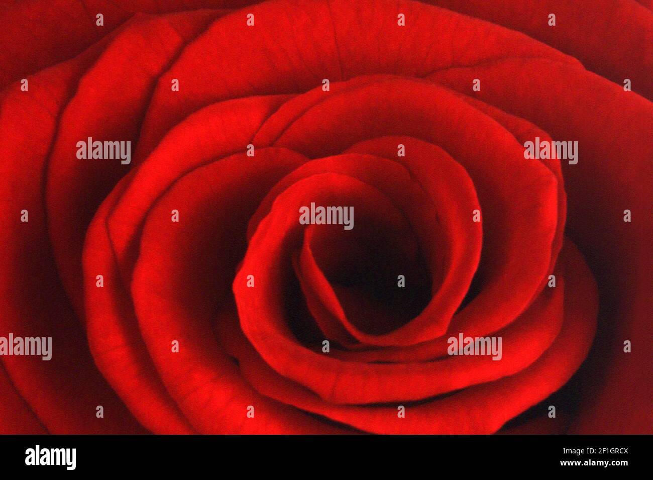 Image of a perfect red rose Stock Photo - Alamy
