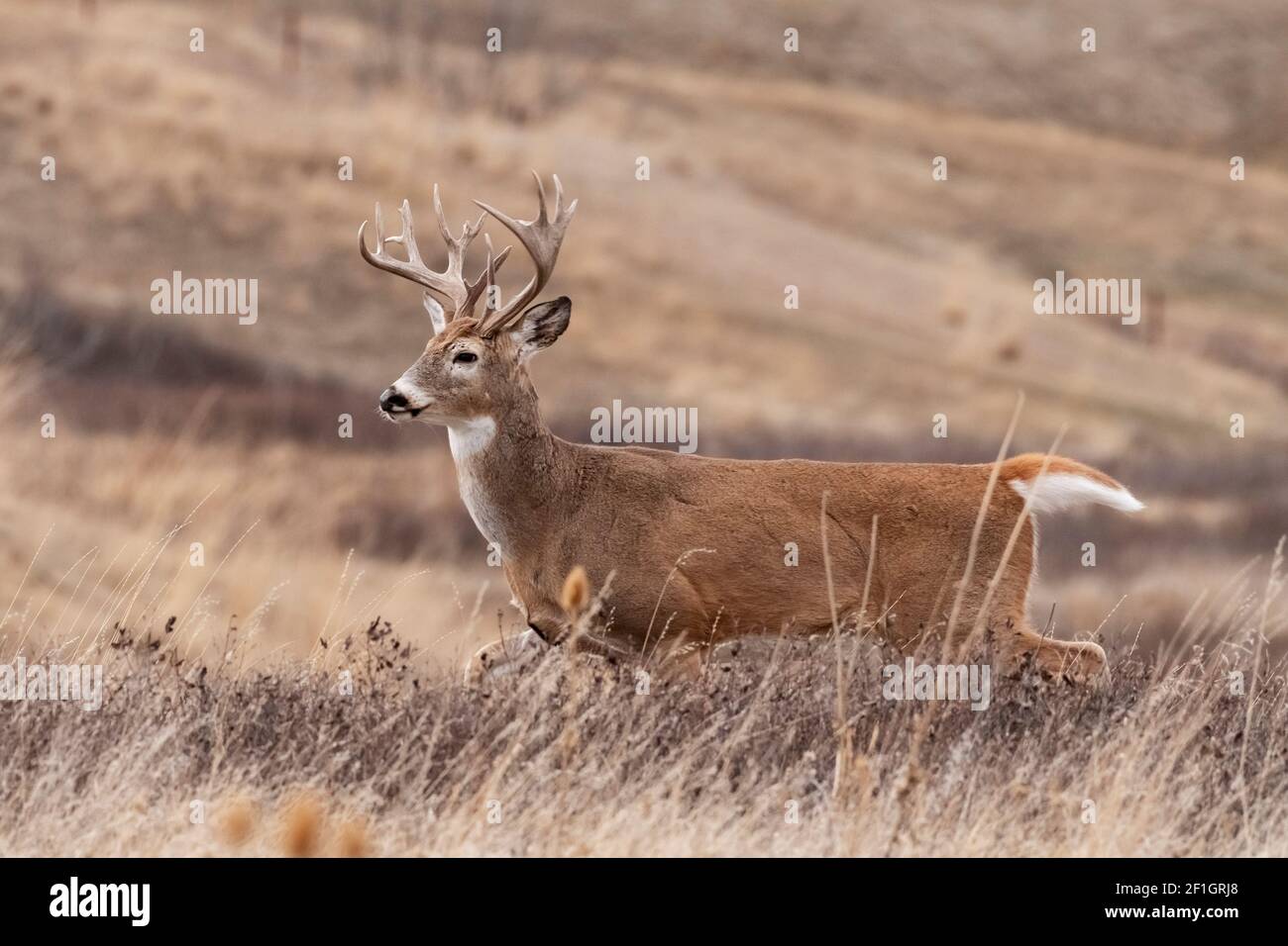 Deer; Whitetail Deer; Wildlife; Mammals; Montana Stock Photo - Alamy